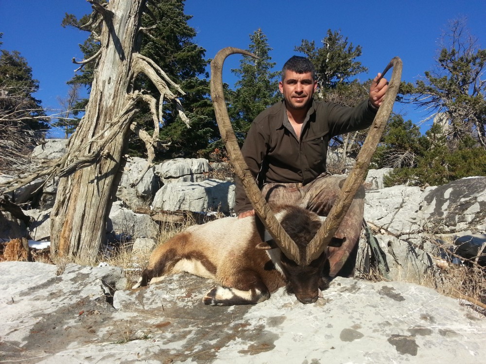 Anatolian Bezoar Ibex - CAPRA Trophy Travel