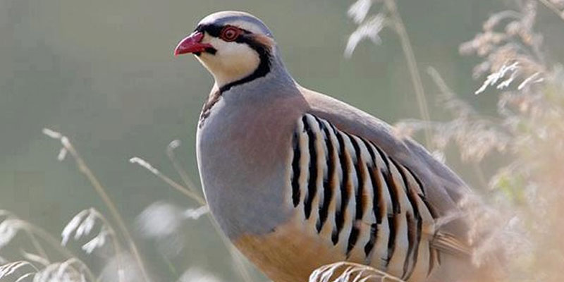 Bird Hunting in Turkey - CAPRA Trophy Travel